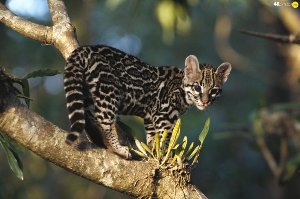 Ocelotto (Leopardus pardalis) | Suntime Magazine